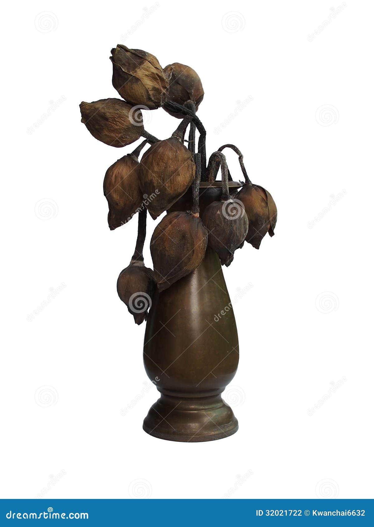 Dispirited Lotus stock photo. Image of isolated, fresh - 32021722