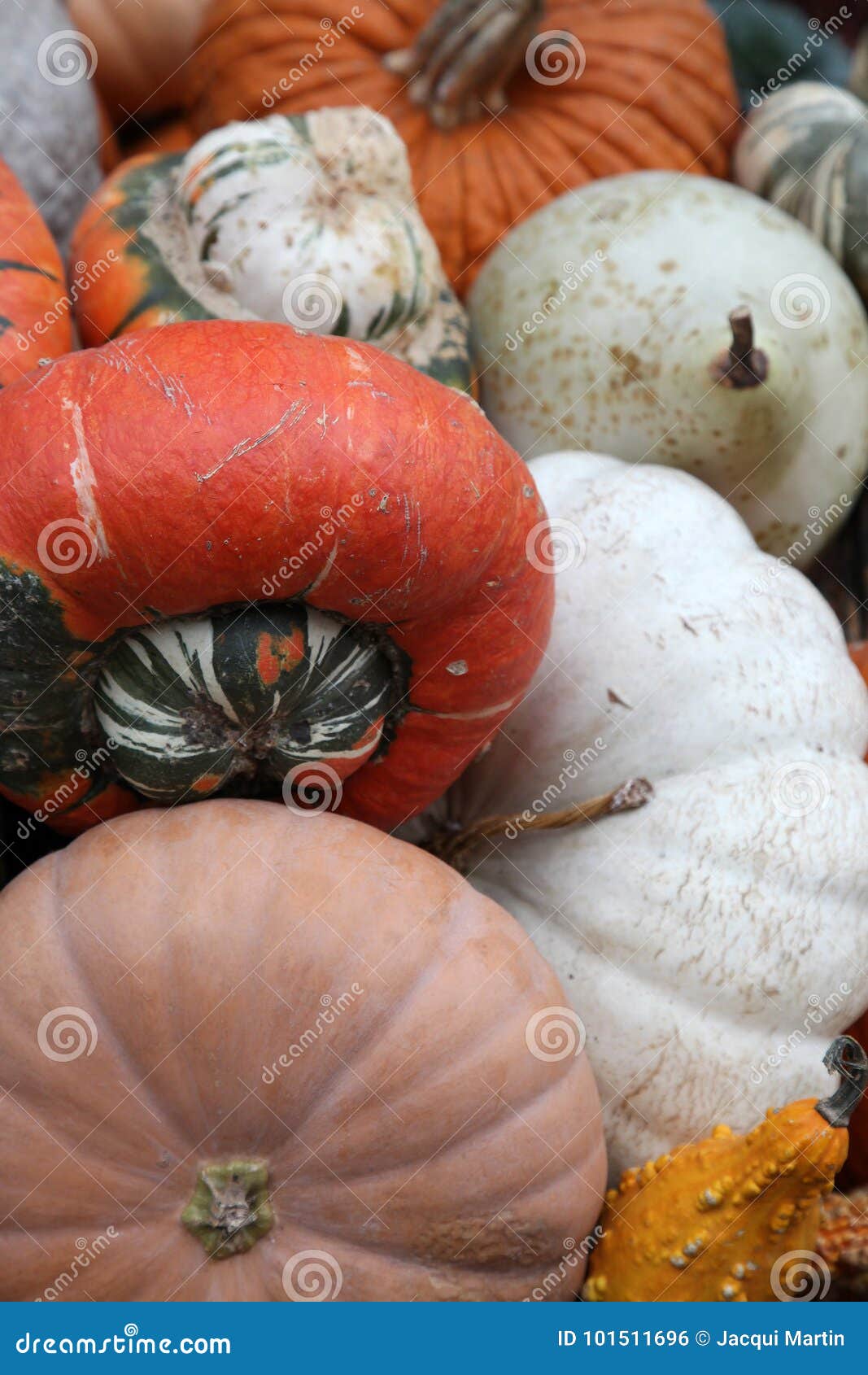 Display of Assorted Pumpkins Stock Photo - Image of fruit, autumn ...
