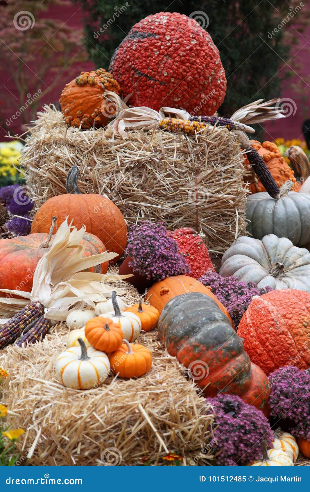 Display of Assorted Pumpkins Stock Image - Image of outdoor, assorted ...