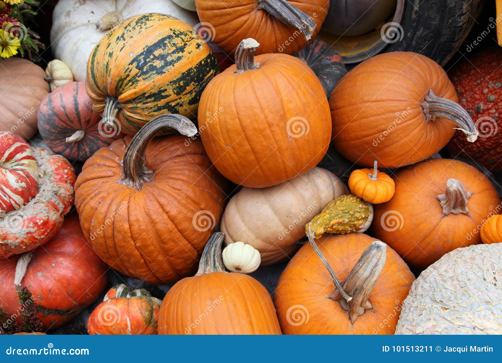 Display of Assorted Pumpkins Stock Image - Image of diverse, fall ...