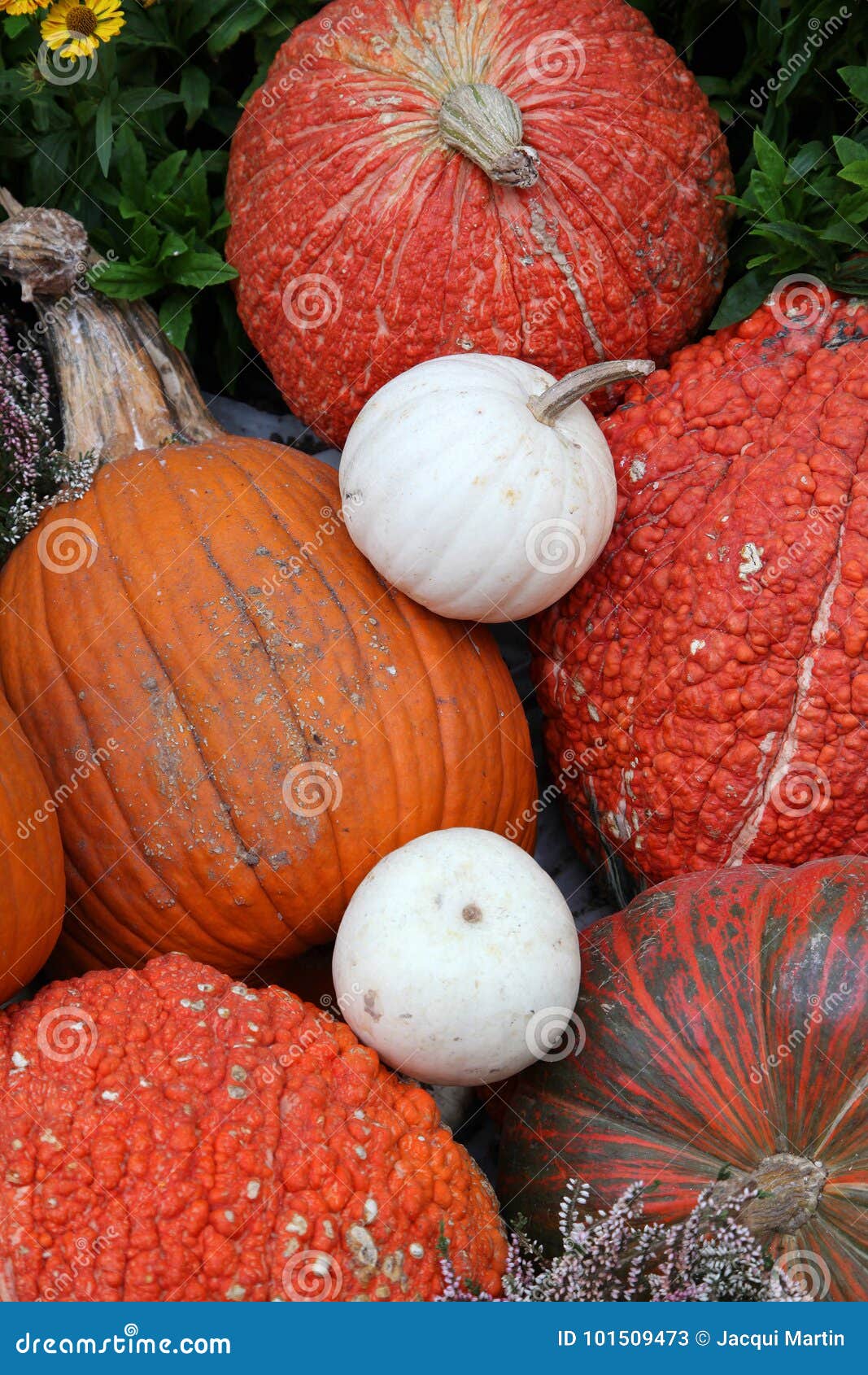 Display of Assorted Pumpkins Stock Image - Image of house, healthy ...