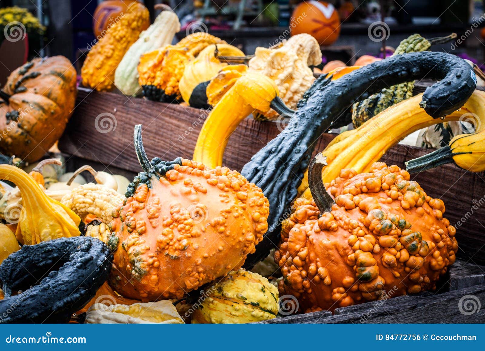 Display of Assorted Pumpkins and Squash Stock Photo - Image of wooden ...