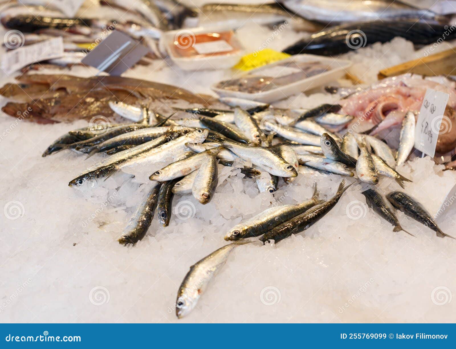 Display with Assorted Seafood Stock Image - Image of health, merluccius ...
