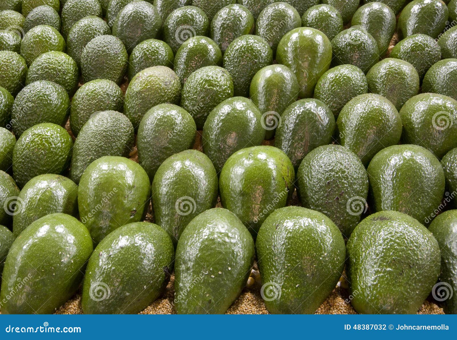Display of avocados stock photo. Image of pattern, green - 48387032