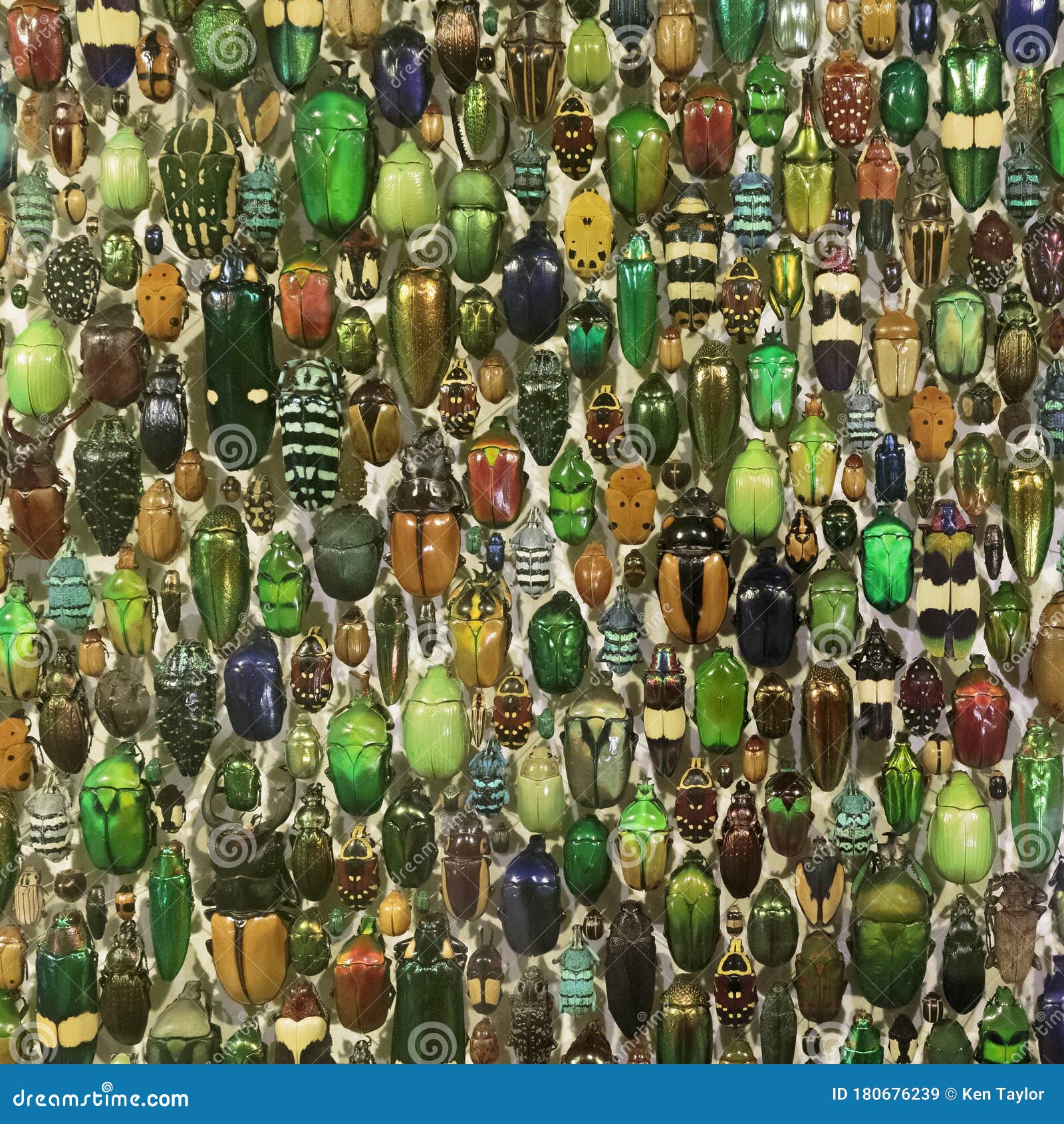 111 Bugs Exhibition Stock Photos - Free & Royalty-Free Stock Photos ...