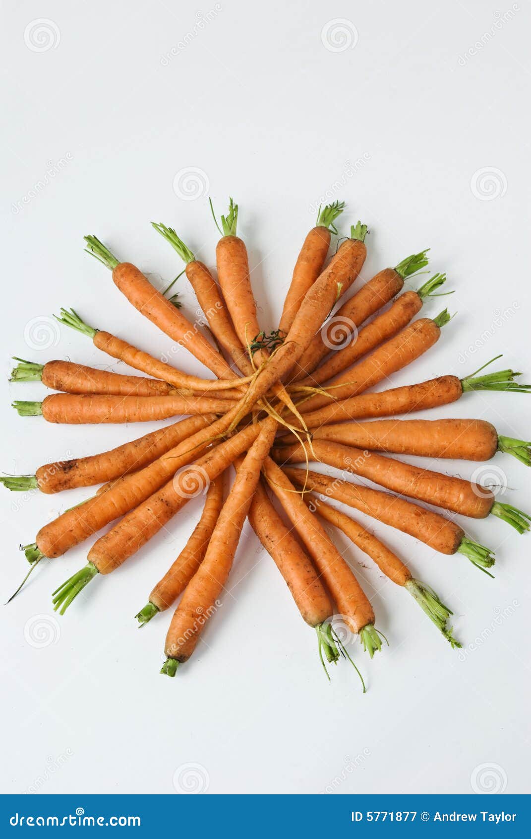 A Display of Carrots from the Garden Stock Image - Image of vegetarian ...