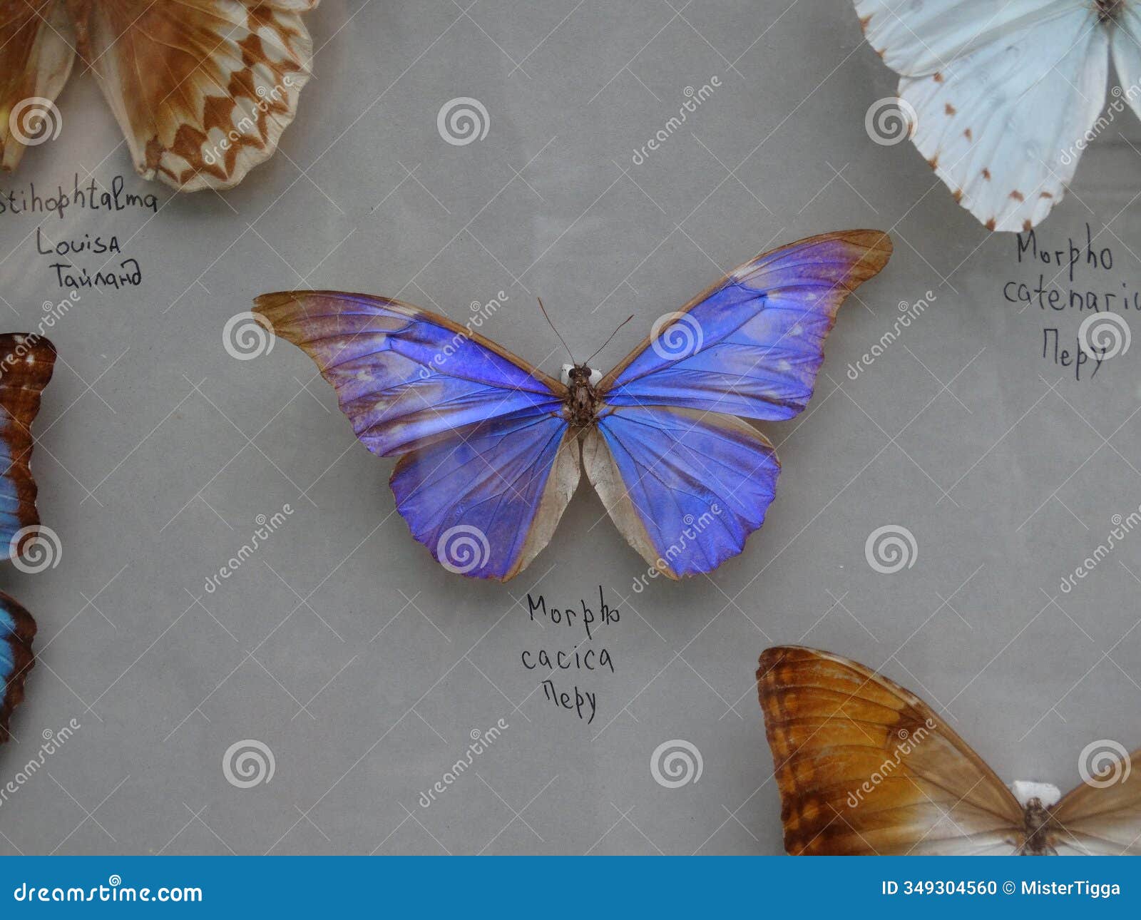 Display Case with Butterfly Specimens, Including a Large Vibrant Blue ...