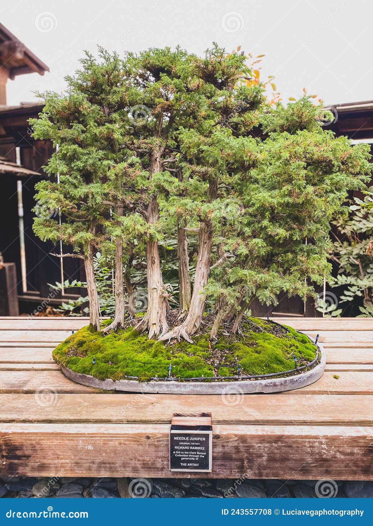 Miniature Tree Displays of Real Trees Stock Photo - Image of larger ...