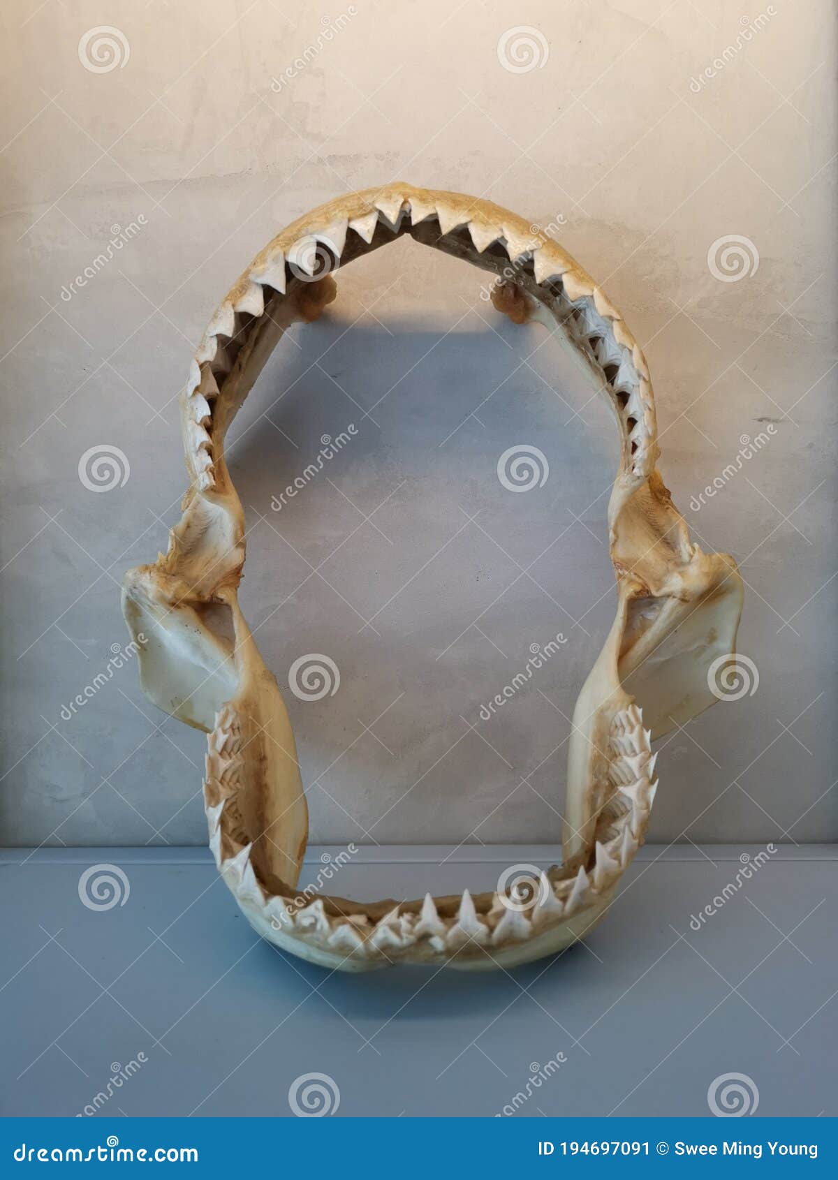 Display of the Dead Jaw Bone Skeleton of the Shark. Stock Image - Image ...
