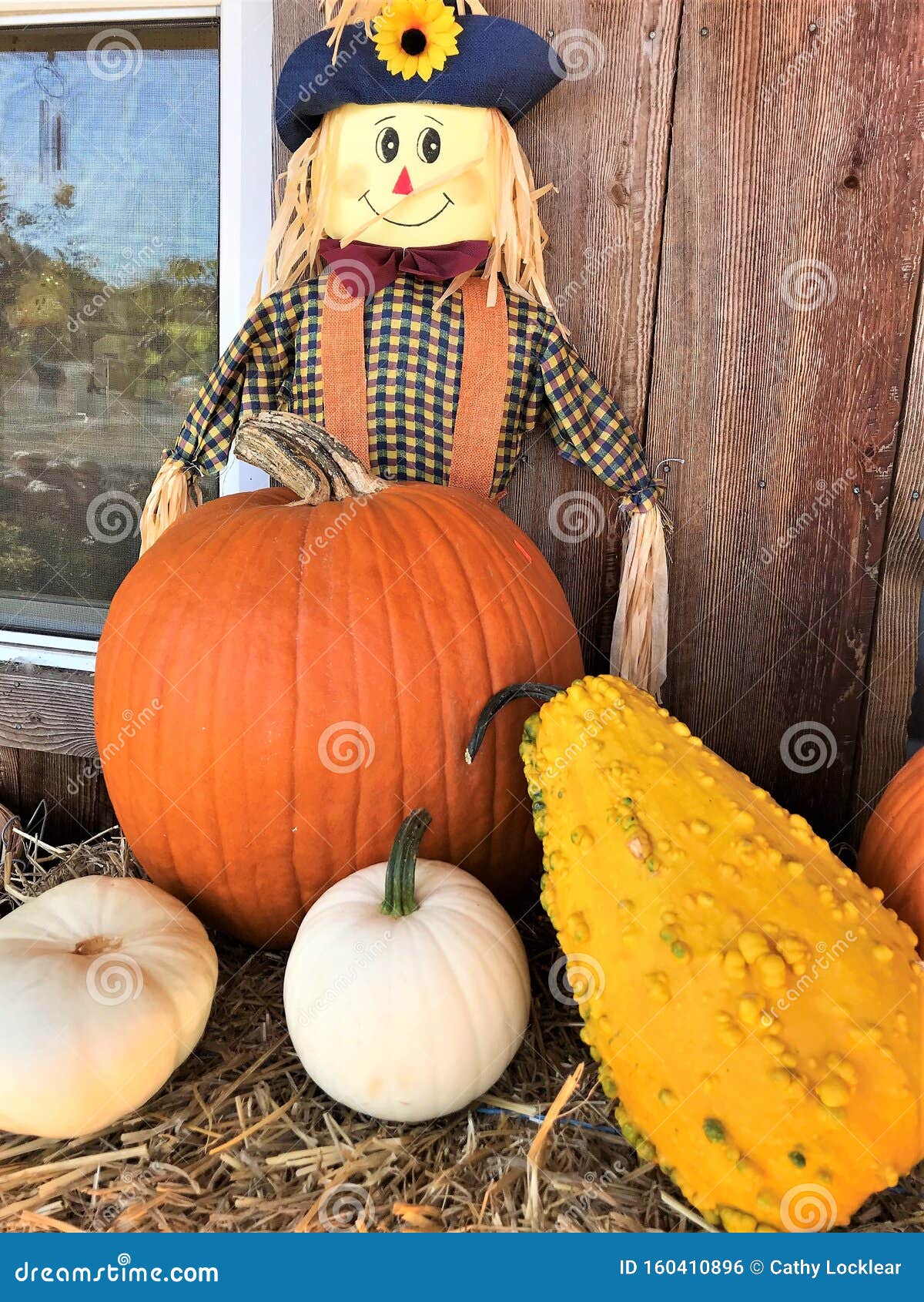 Display of Fall Pumpkins and Scarecrow Decoration Stock Photo - Image ...