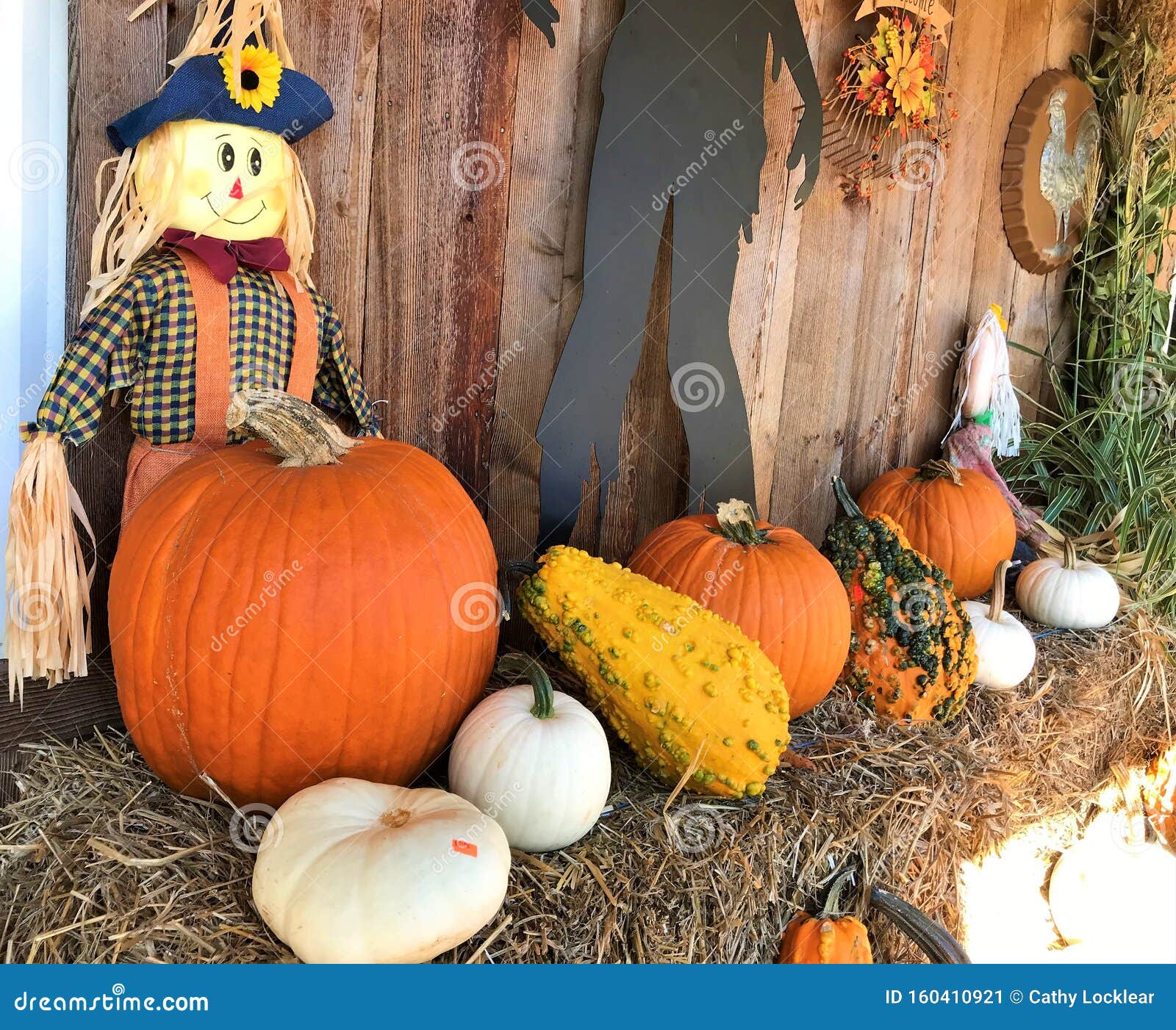 Display of Fall Pumpkins and Scarecrow Decoration Stock Image - Image ...