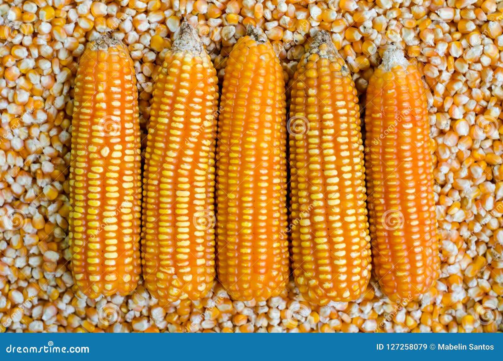 Five yellow cobs of maize stock image. Image of yellow - 127258079