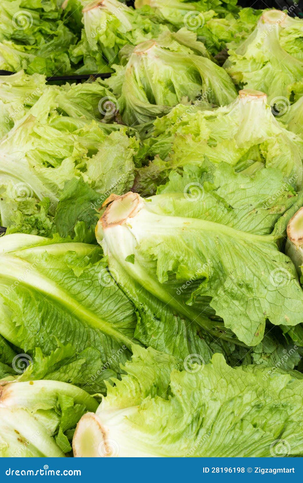 Display of Fresh Leaf Lettuce Stock Photo - Image of market, fruit ...