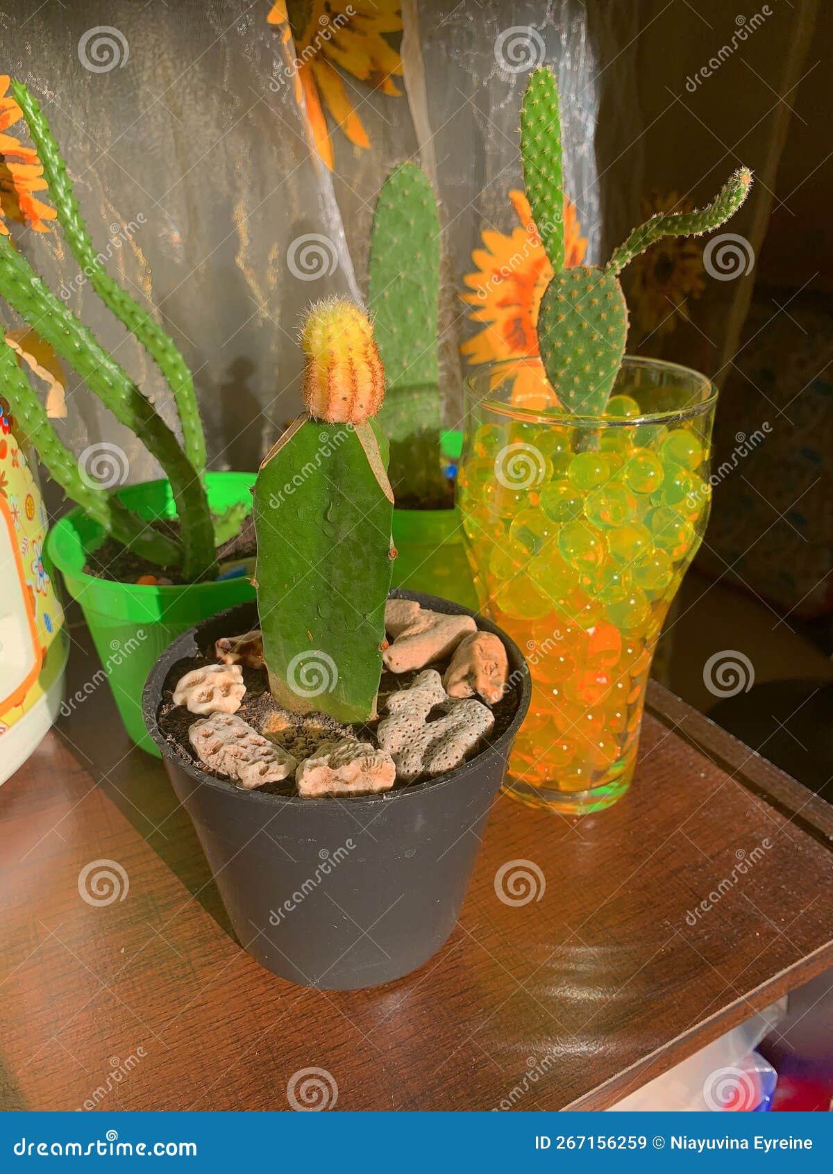 Display Green Cactus Plants on the Table Stock Image - Image of display ...