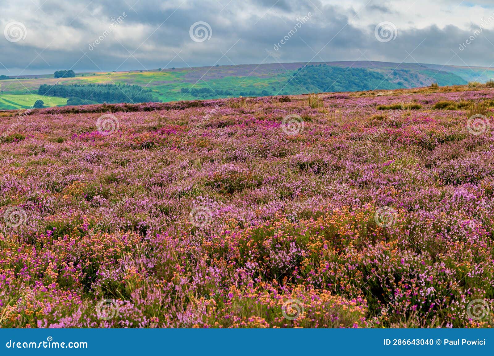 Display of Heather on the North York Moors Stock Photo - Image of ...
