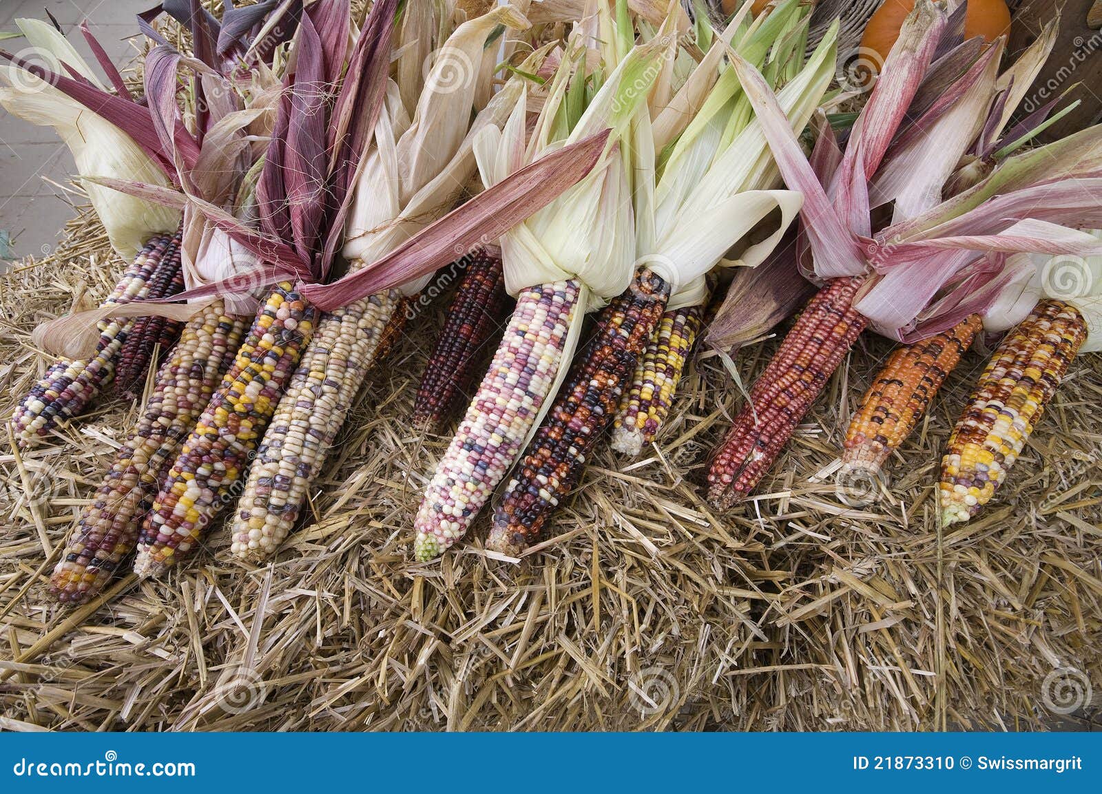 Display of indian corn stock photo. Image of ripe, season - 21873310