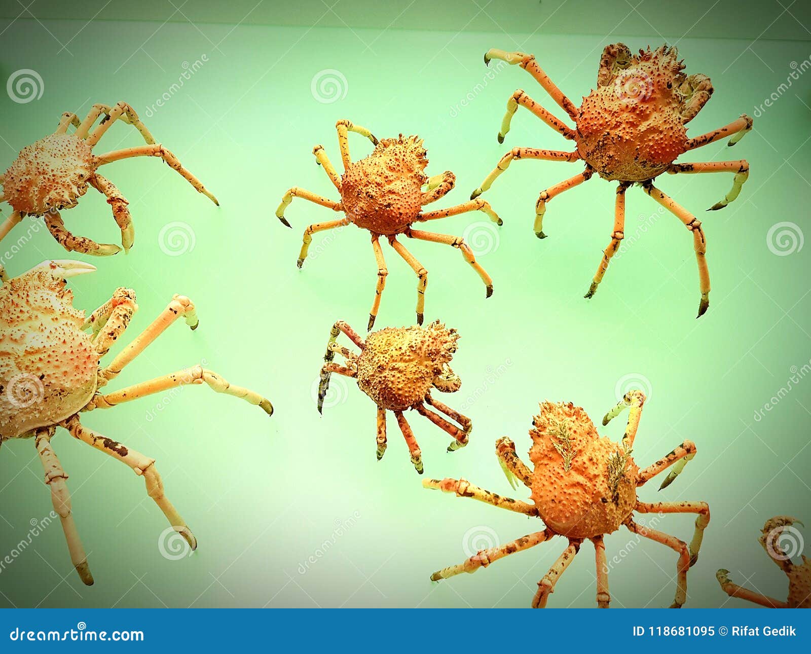 Crabs editorial image. Image of melbourne, crabs, spider - 118681095