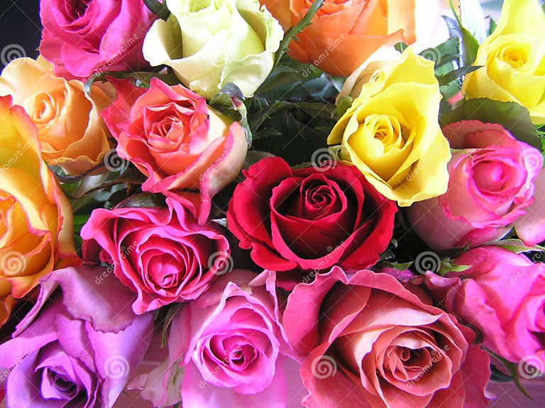 Display of Multicolored Roses Stock Image - Image of rainbow, pink: 146443