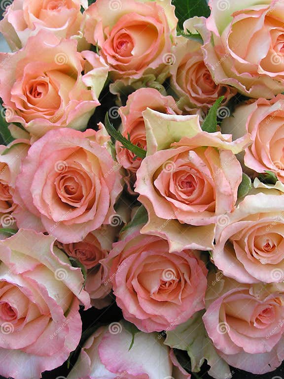 Display of Multicolored Roses Stock Image - Image of pink, bouquet: 154227