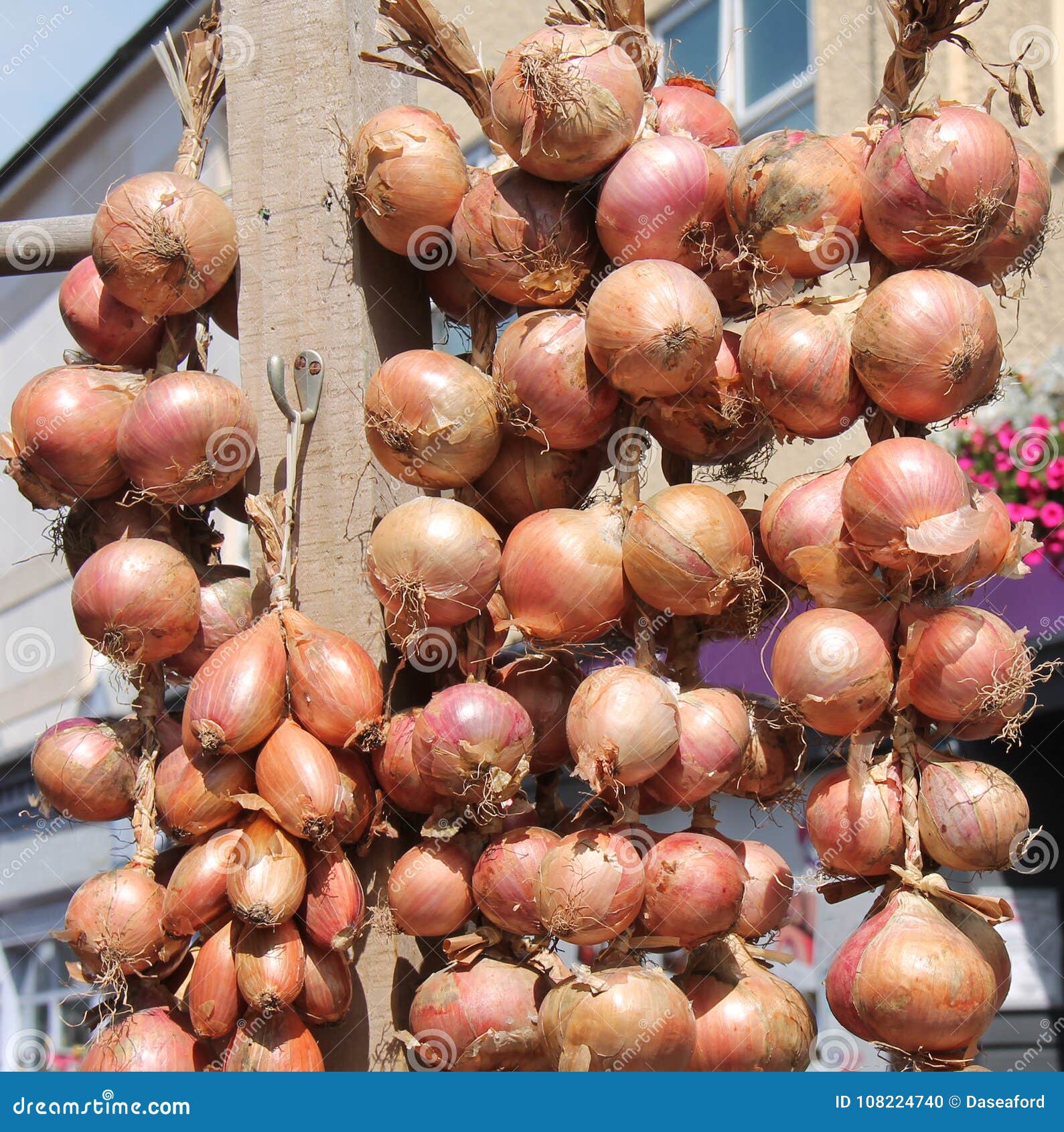 Display of Onions. stock photo. Image of produce, hang - 108224740