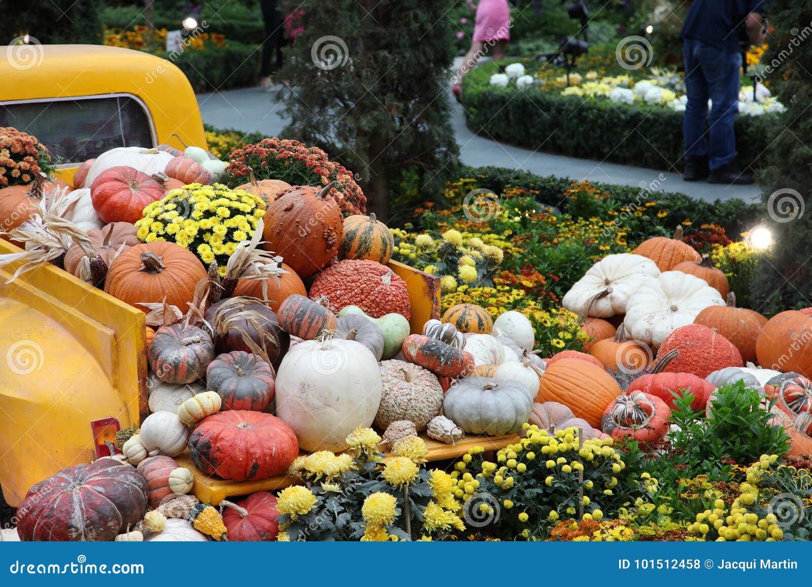 Display of Assorted Pumpkins Stock Photo - Image of green, pumpkins ...
