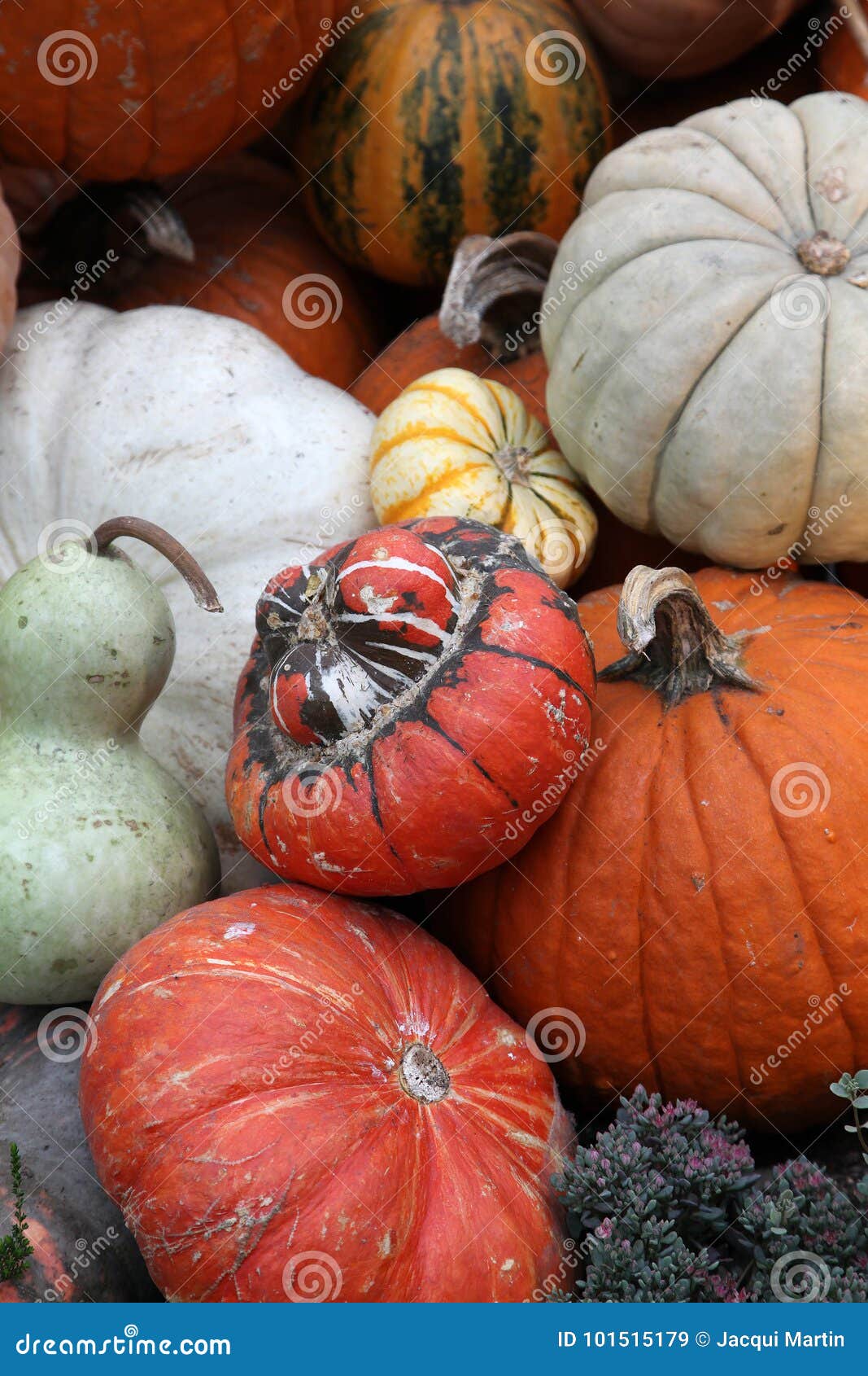 Display of Assorted Pumpkins Stock Image - Image of pumpkin, background ...