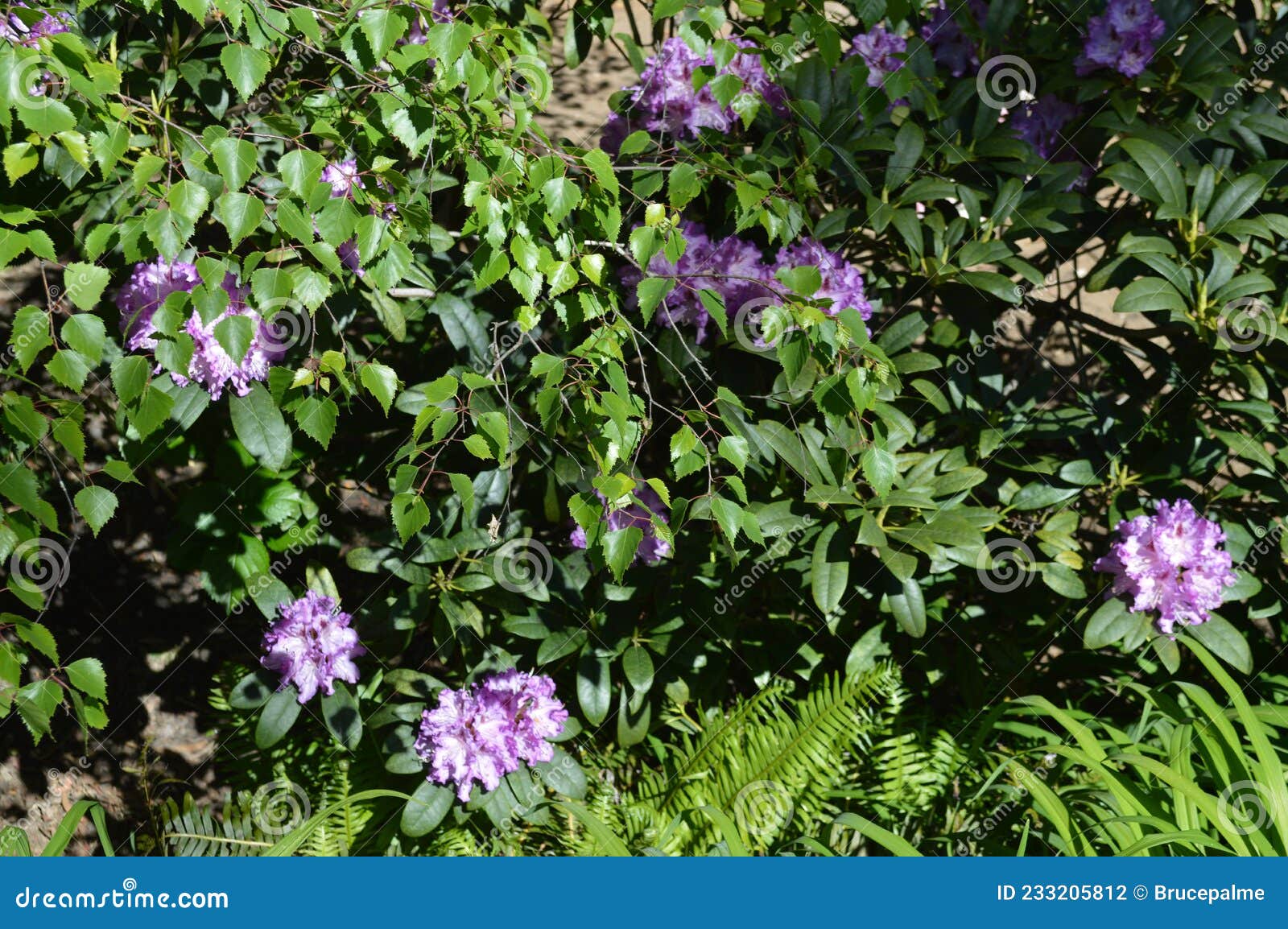 Campbell Rhododendron Garden Stock Photo - Image of blackheath, spring ... Campbell Rhododendron Garden Stock Photo - Image of blackheath, spring ...