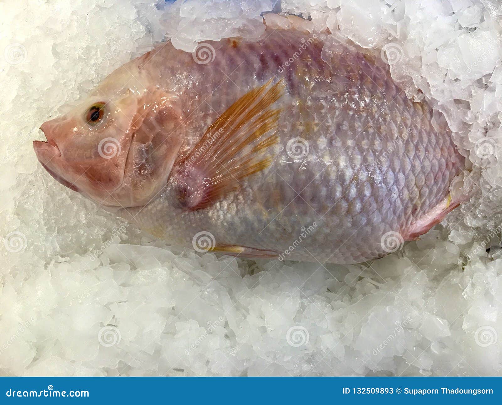 Ruby Fish stock image. Image of health, shelf, ready - 132509893
