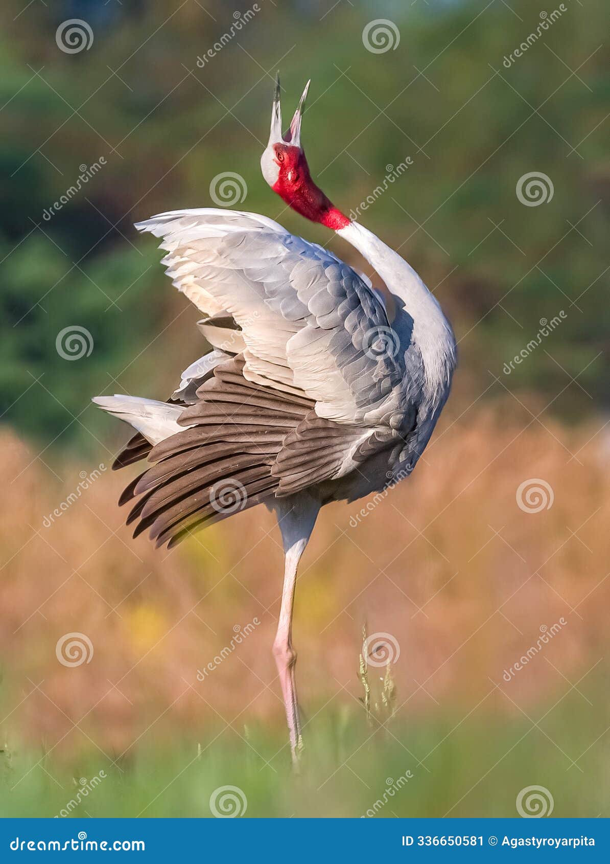 Display of saurus crane stock image. Image of saurus - 336650581