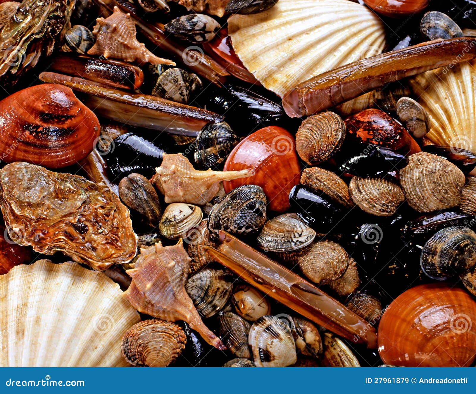 Display of shellfish stock image. Image of mussel, diet - 27961879