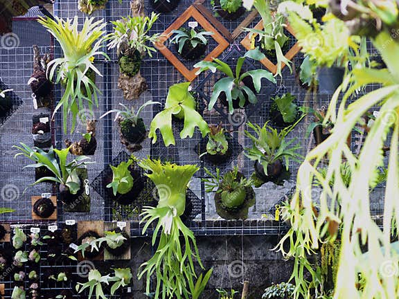 Display of simbar plants stock photo. Image of jungle - 293273664