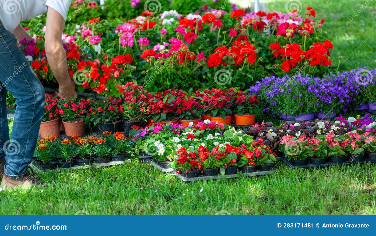 Display of Spring Plants and Flowers on Green Lawn Stock Image - Image ...