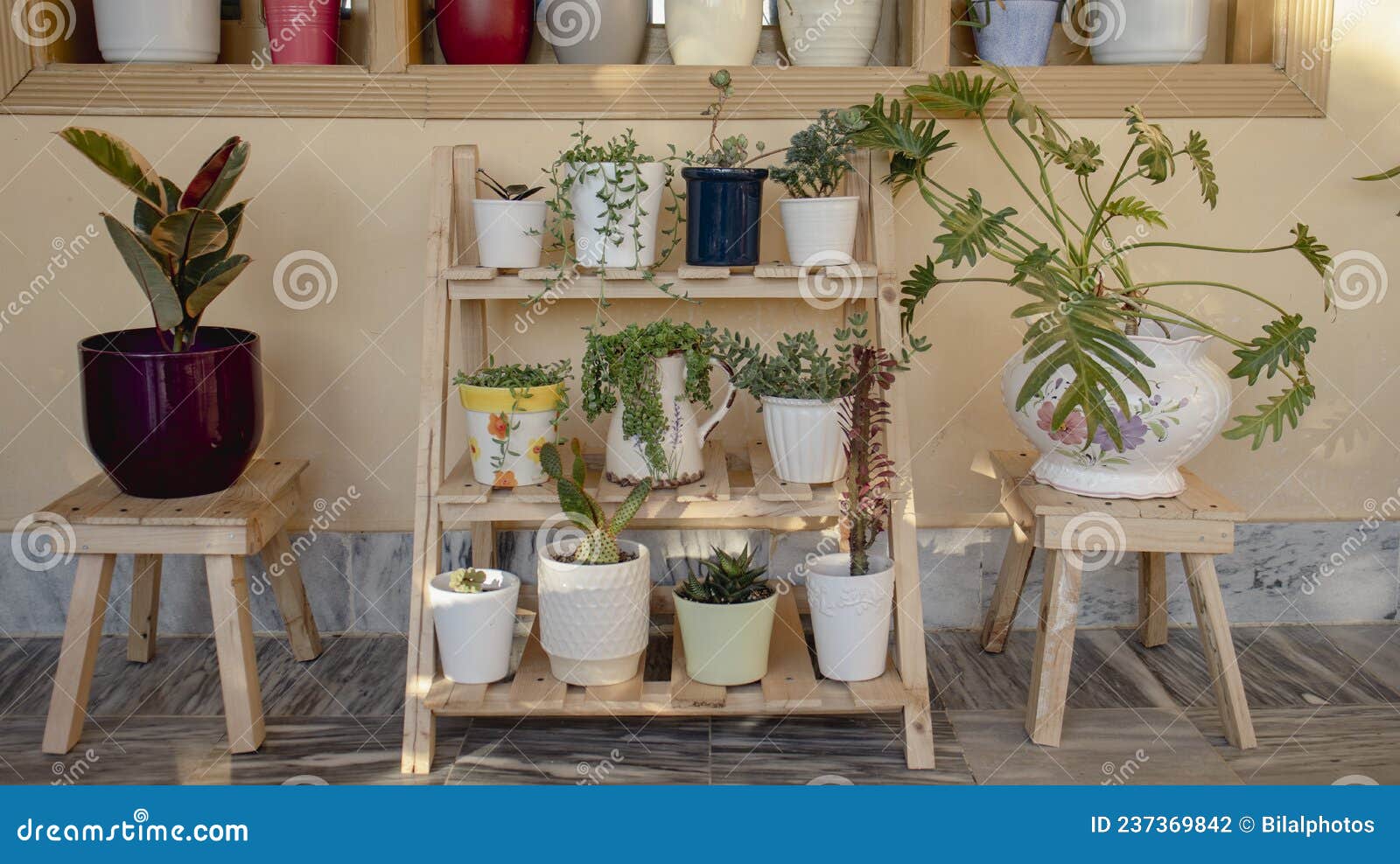 Display of Succulents and Cactus on a Shelf Stock Photo - Image of ...