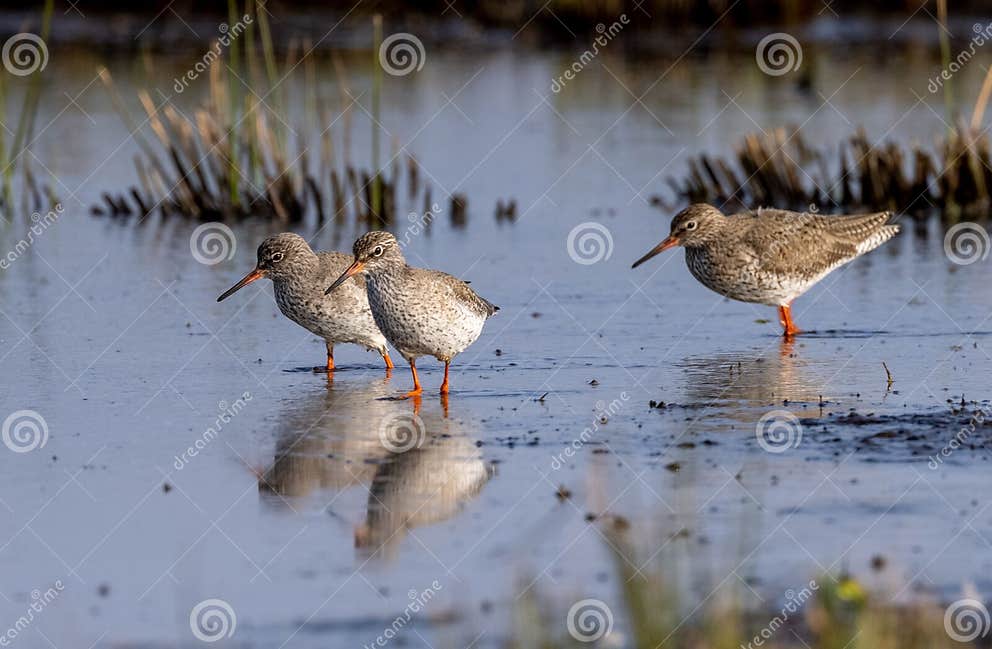 Display of Three Common Redshanks on a Lake Stock Image - Image of ...
