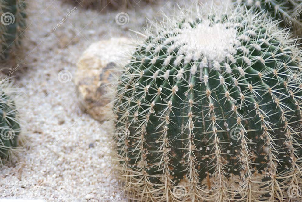 The Display a Variety of Colors and Sizes of Cactus Stock Photo - Image ...