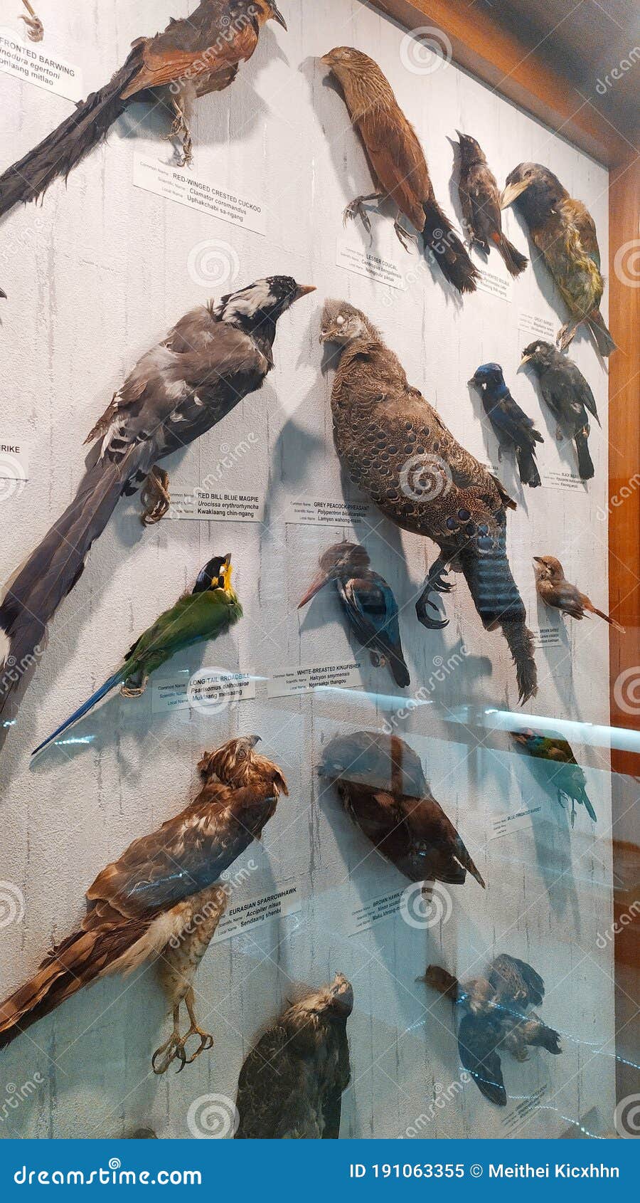 Displaying of Different Bird Species in a Museum Editorial Image ...