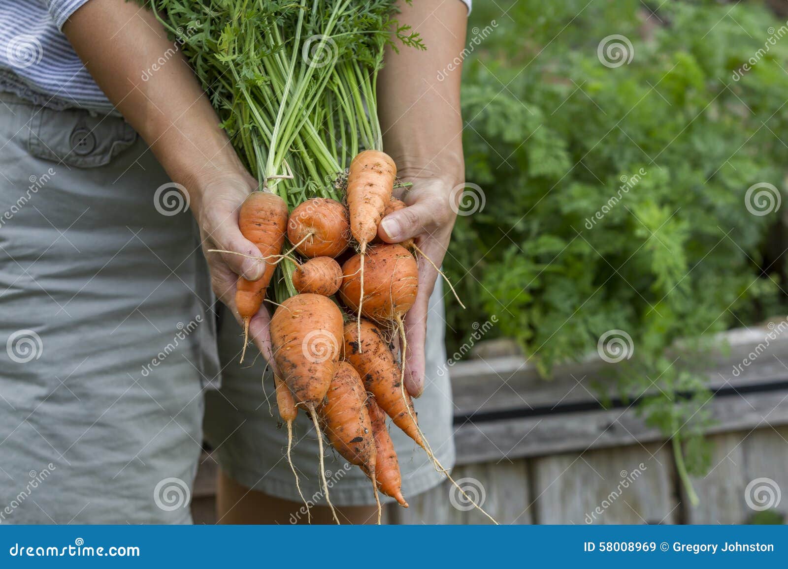 Displaying Freshly Picked Carrots. Stock Image - Image of picking ...