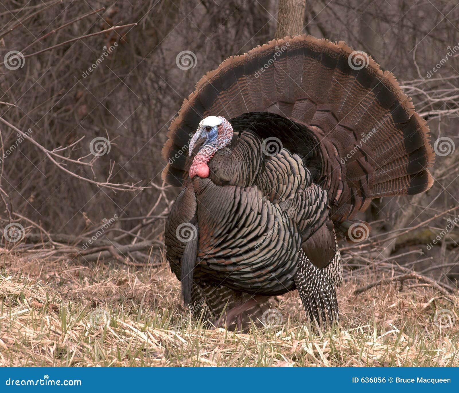 Displaying Turkey stock photo. Image of outdoors, thanksgiving - 636056