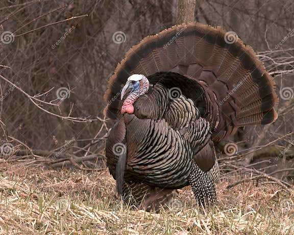 Displaying Turkey stock photo. Image of outdoors, thanksgiving - 636056