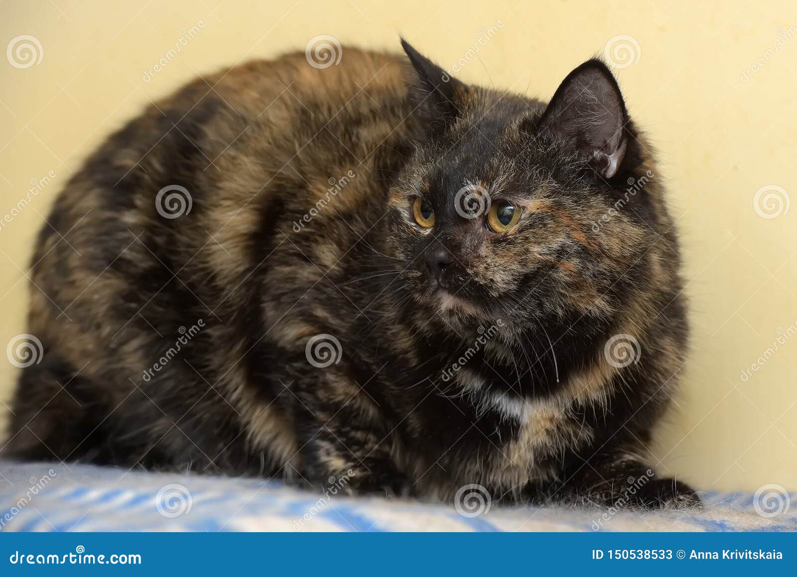 Displeased Red Cat with Black Stock Image - Image of closeup, mongrel ...