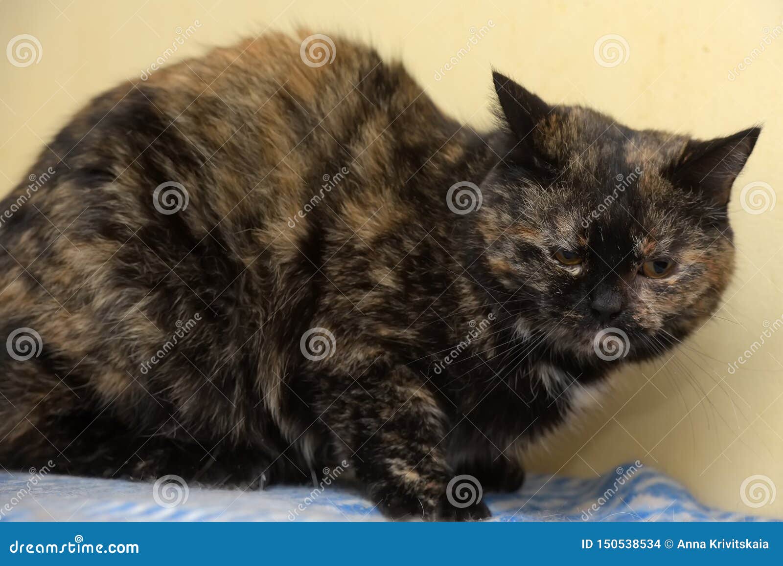 Displeased Red Cat with Black Stock Photo - Image of mongrel, funny ...
