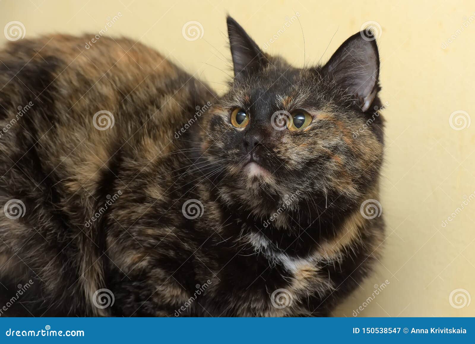 Displeased Red Cat with Black Stock Image - Image of enraged, ominous ...