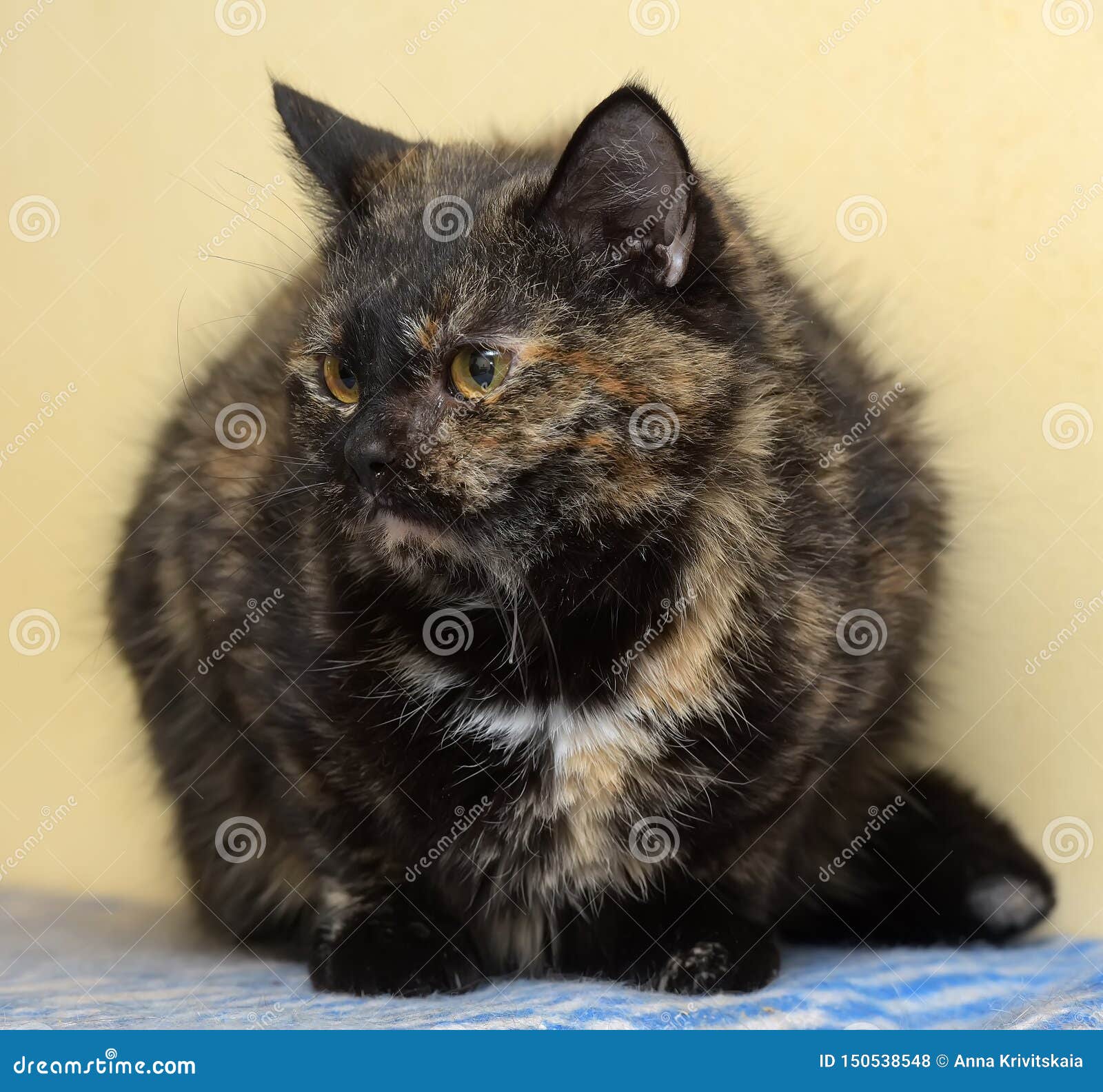 Displeased Red Cat with Black Stock Photo - Image of mongrel, boding ...