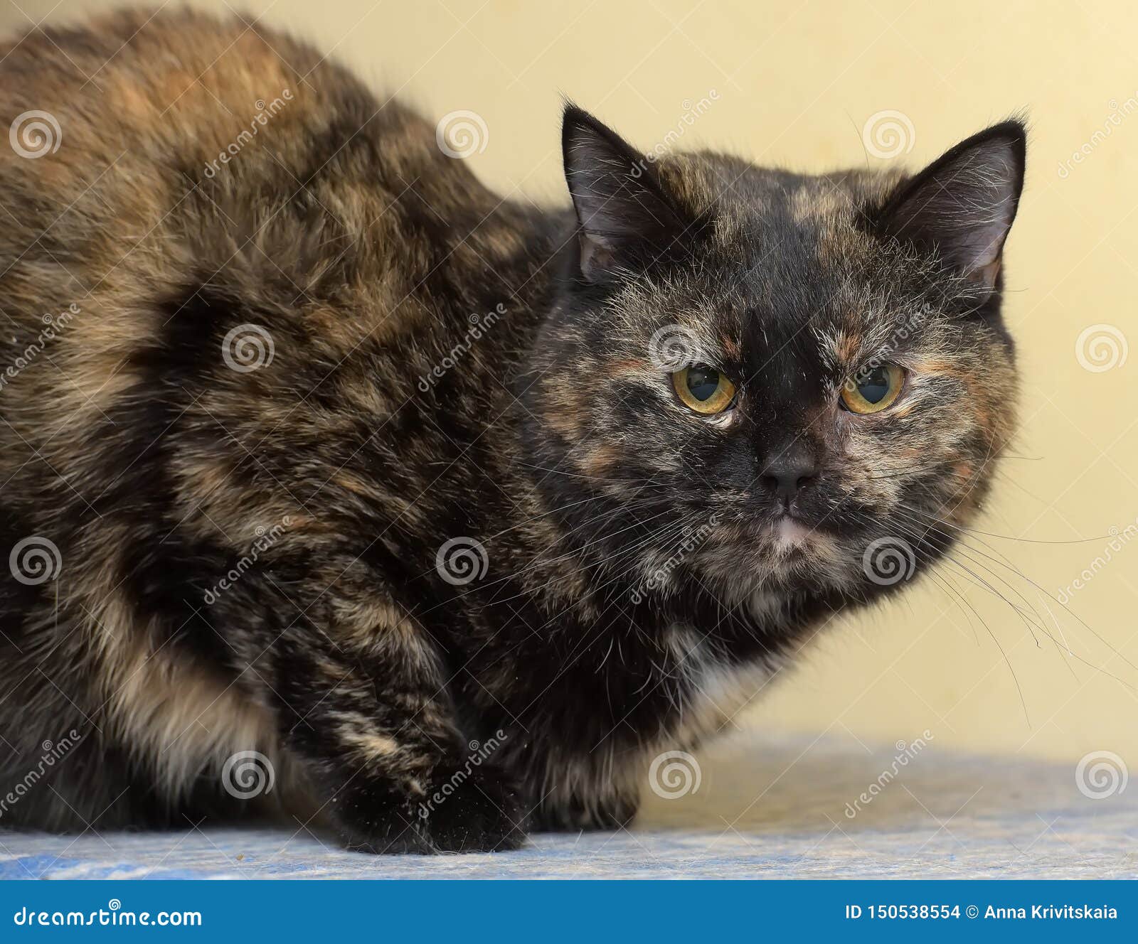 Displeased Red Cat with Black Stock Photo - Image of mean, house: 150538554