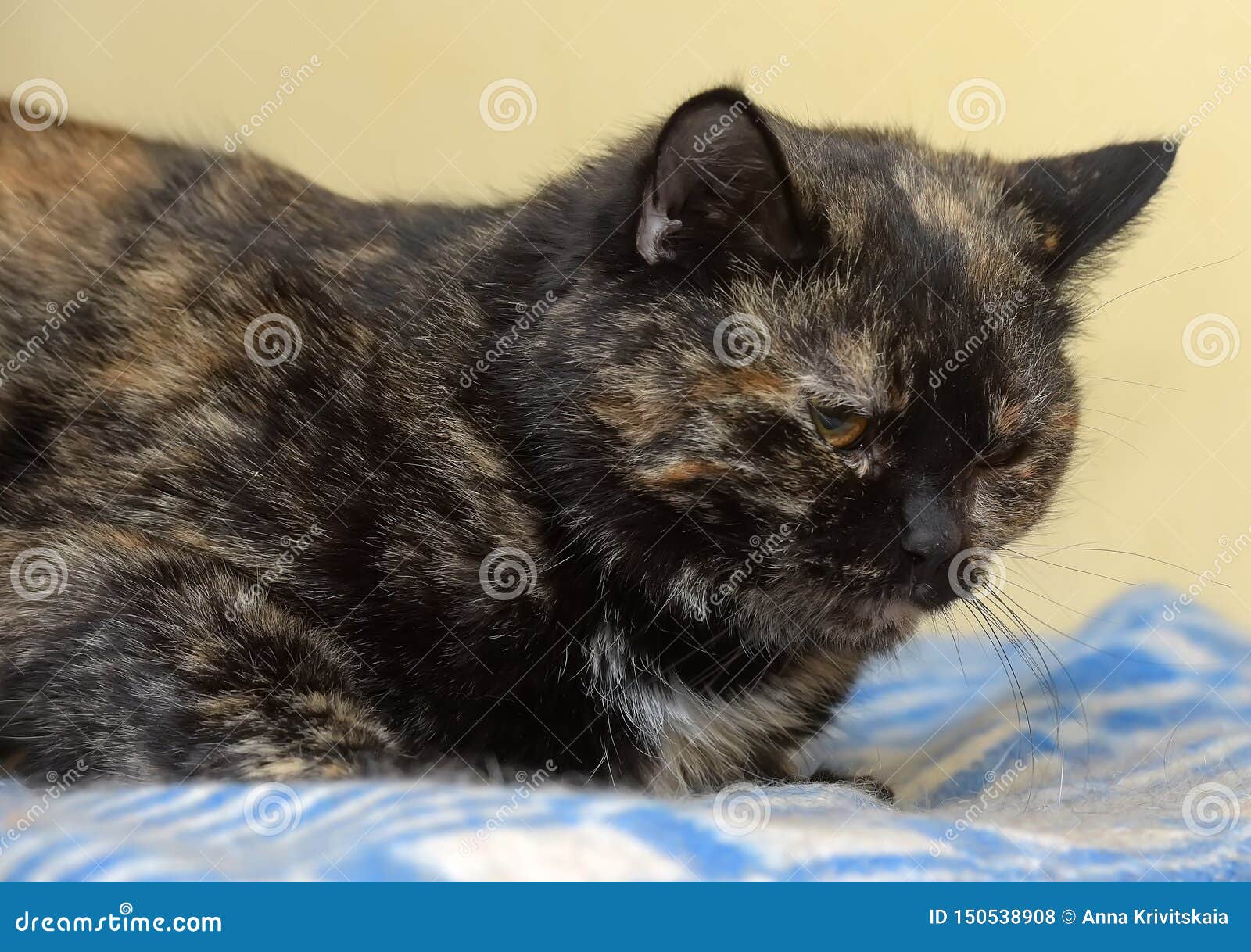 Displeased Red Cat with Black Stock Photo - Image of kitty, black ...