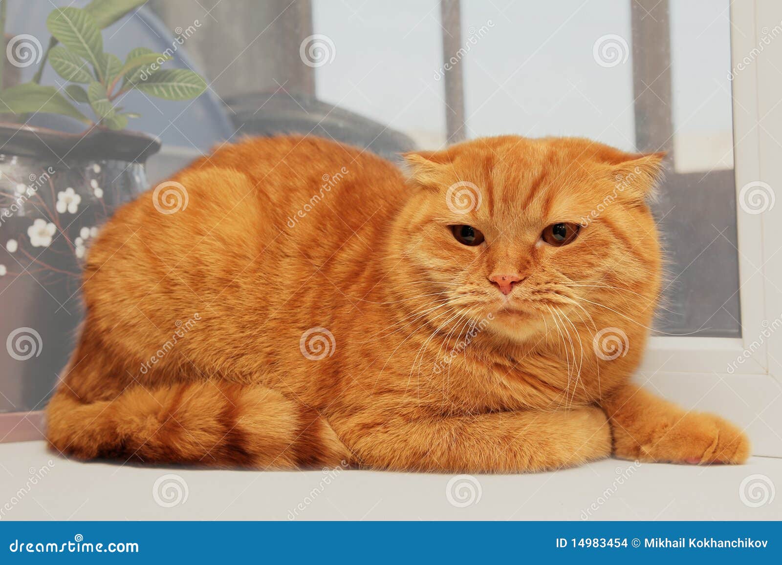 Displeased Scottish Fold Red Cat Stock Photo - Image of displeased ...