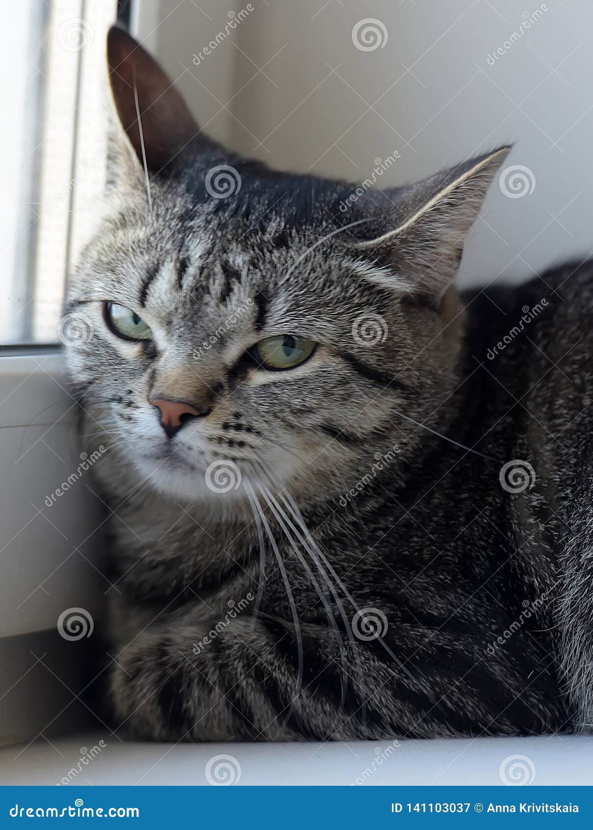 Displeased Tabby Cat Portrait Stock Image - Image of droll, beautiful ...
