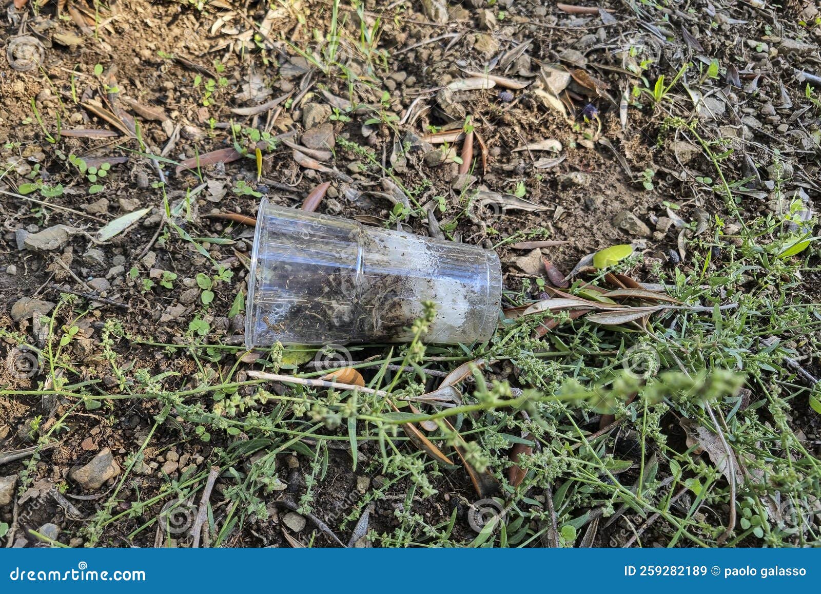 Disposable Plastic Cup Discarded on Forest Ground Ecosystem ...