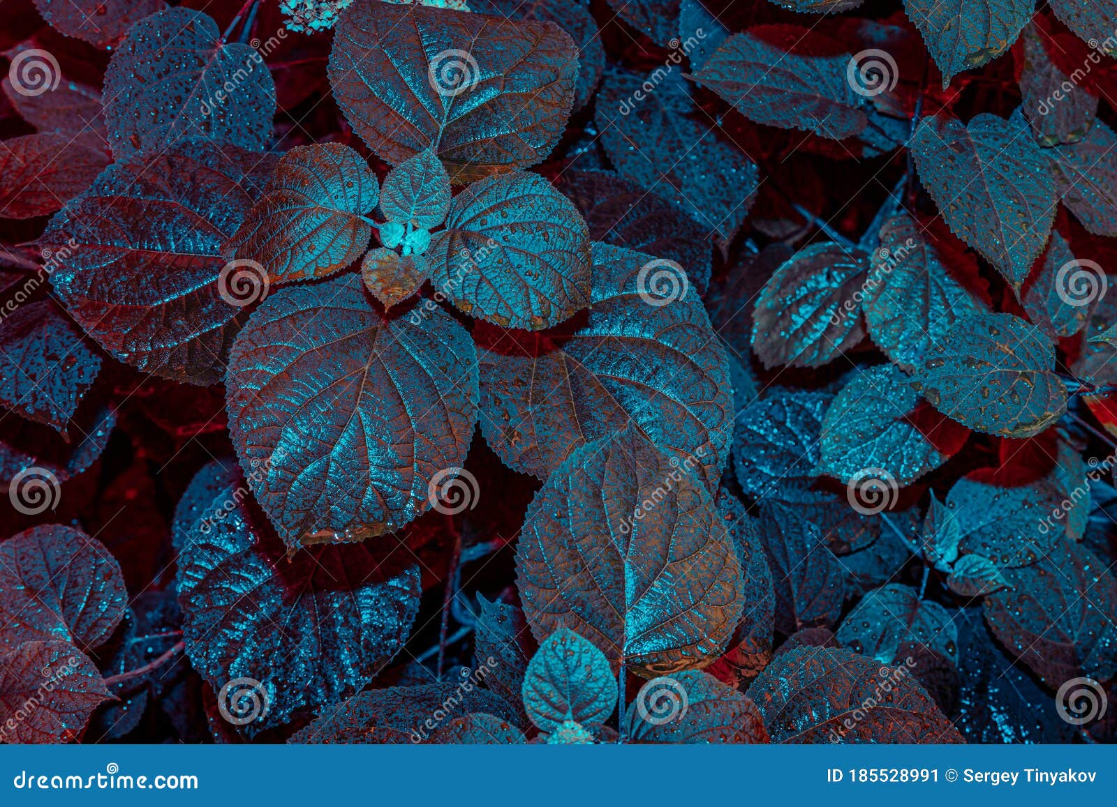 Disposition Créative De Couleurs Fluorescentes Des Feuilles. Couleurs ...