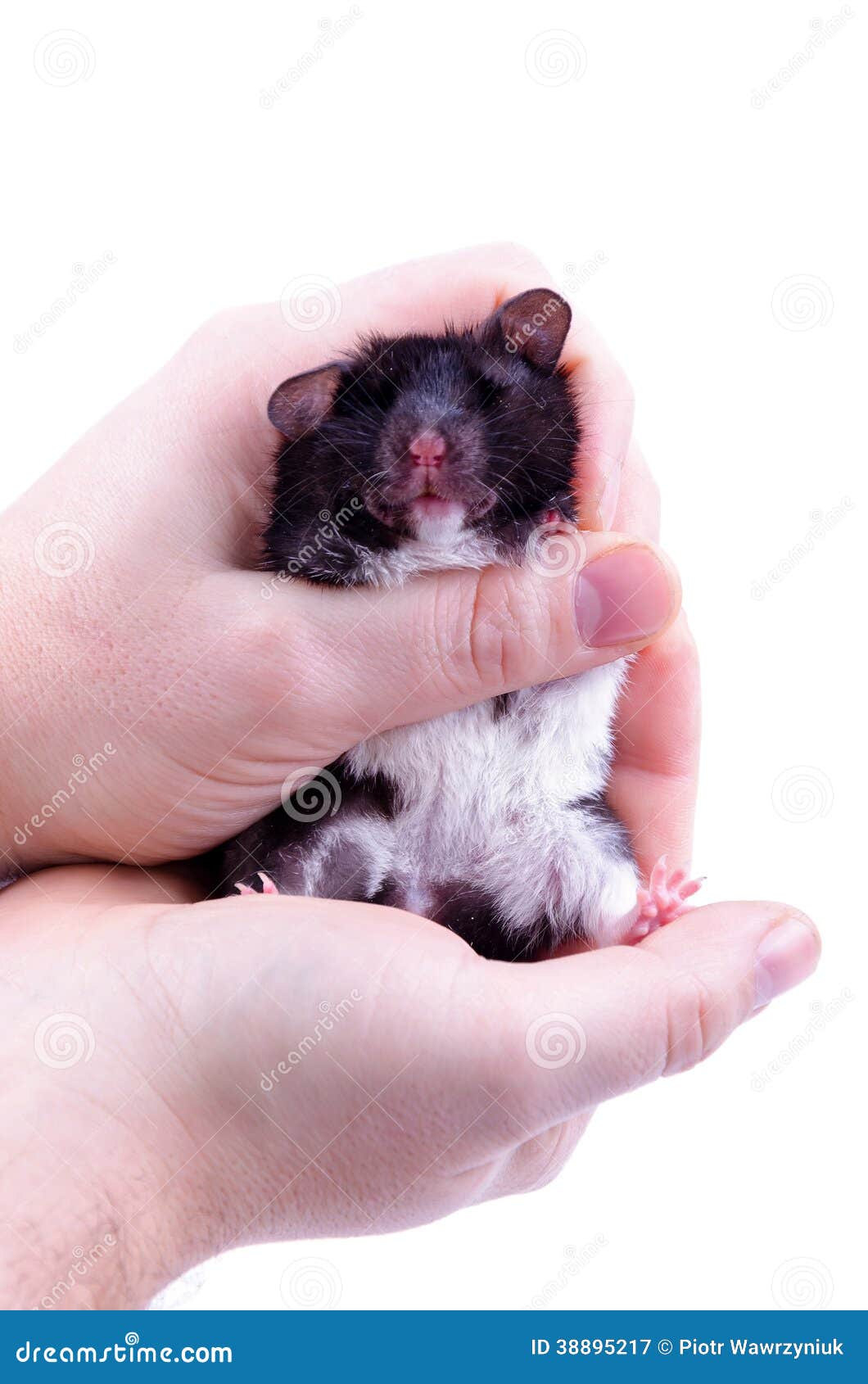 Dissatisfied hamster stock image. Image of pets, hold - 38895217